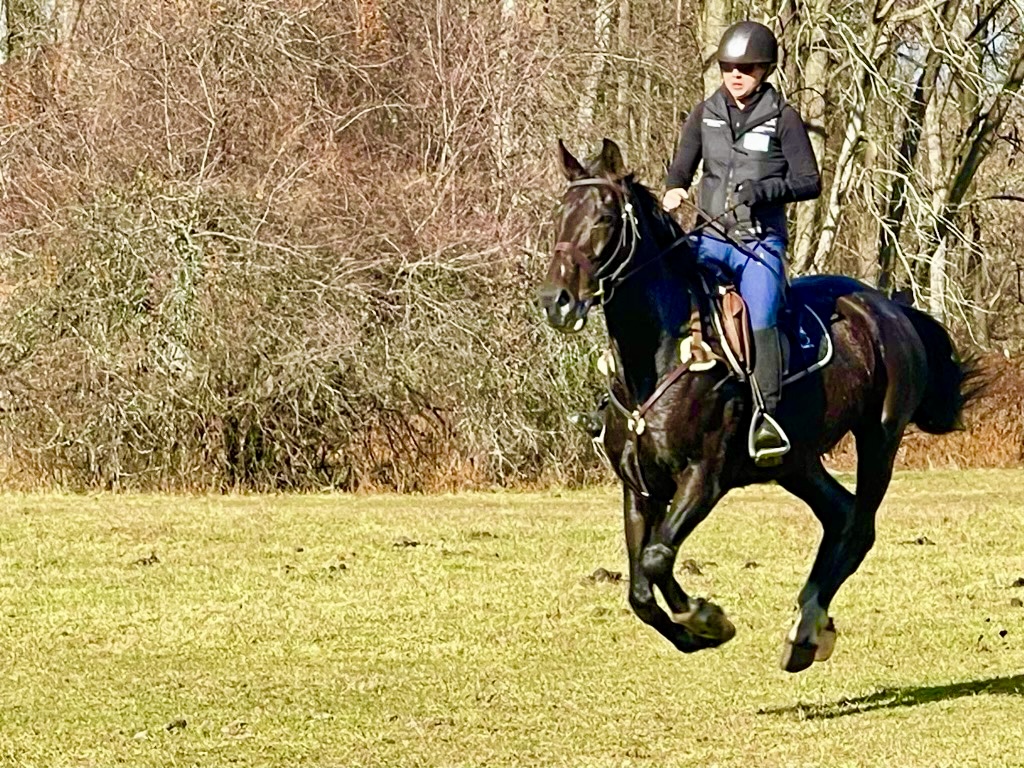 From Ireland to the USA, Meet CAEP Equine Intern Julie Edmondson - CAEP ...